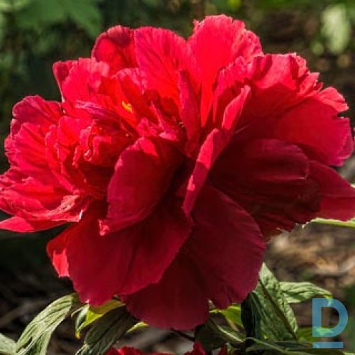 Tree peony NANIWA NISHIKI seedling for sale | Ads Dalder.lv